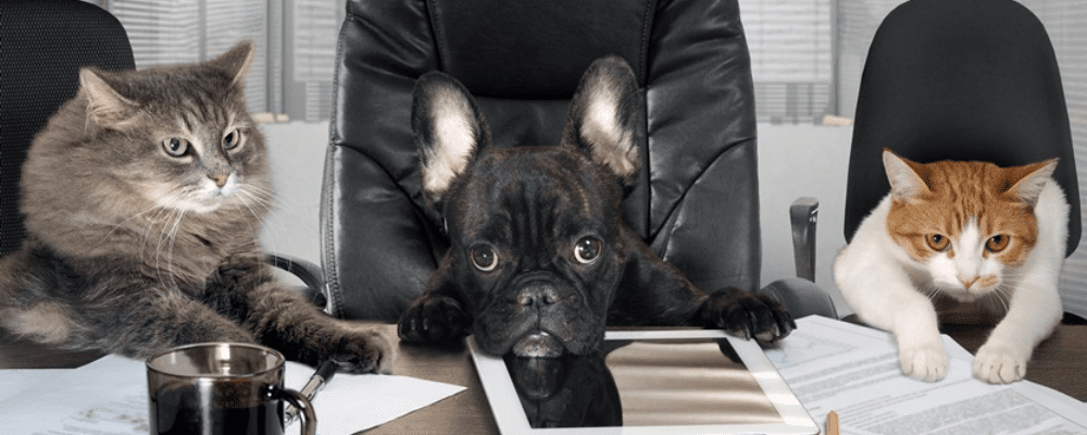 Sales Lessons from My Dog and Cat | Growth Orbit Insights